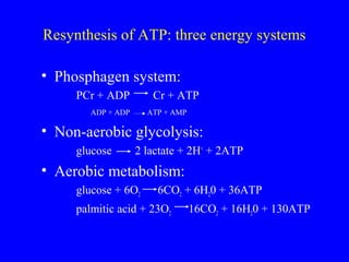 Physiological bases for training colorado springs | PPT | Chemistry ...