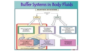 Physiological buffers new | PPTX