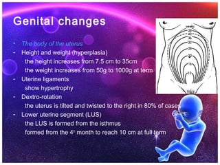 Physiological changes during pregnancy | PPT