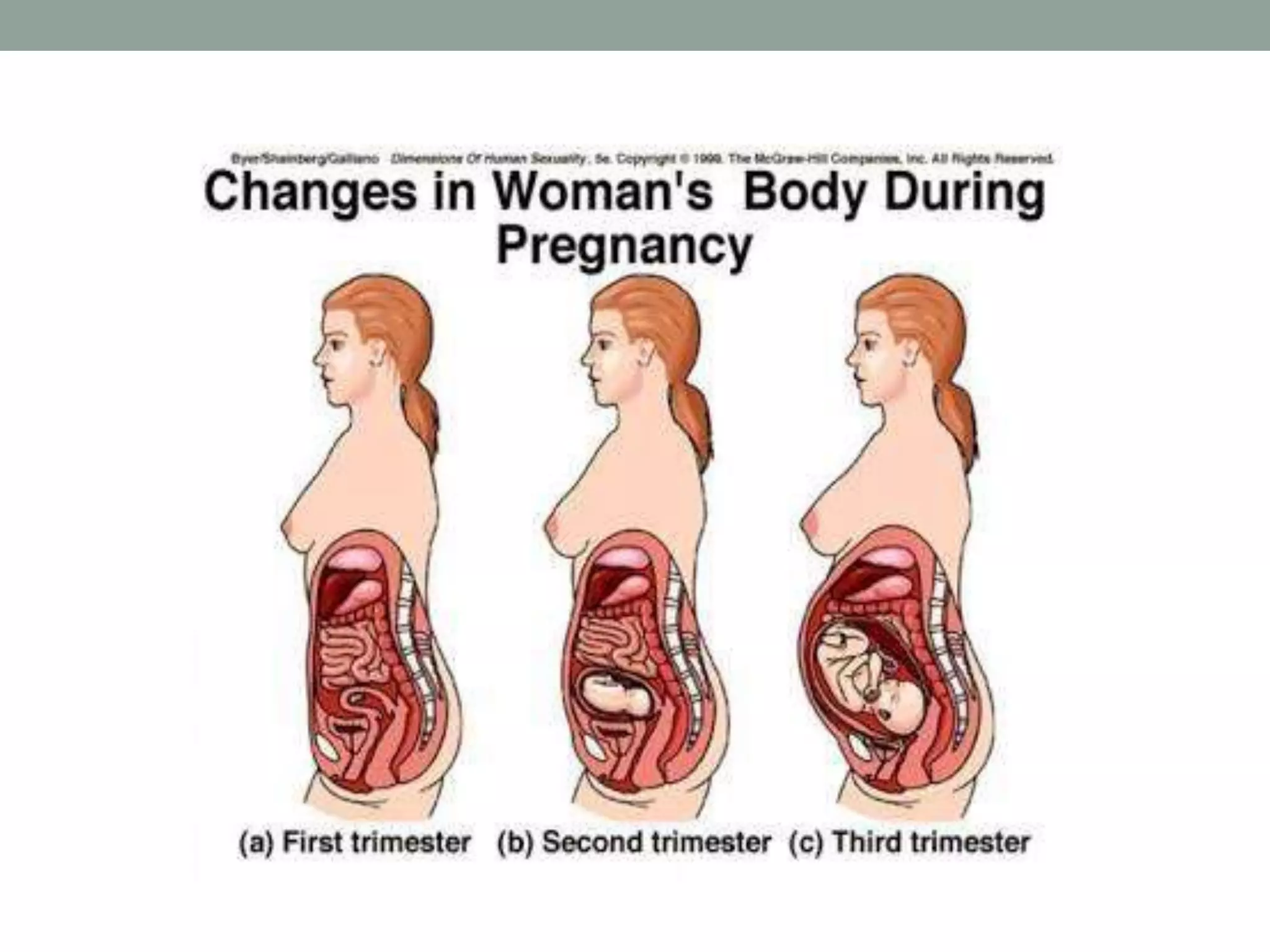 Physiological changes during pregnancy | PPTX