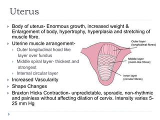 Physiological changes during pregnancy | PPTX