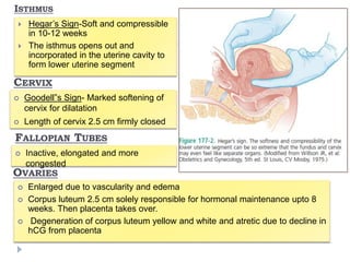 Physiological changes during pregnancy | PPTX