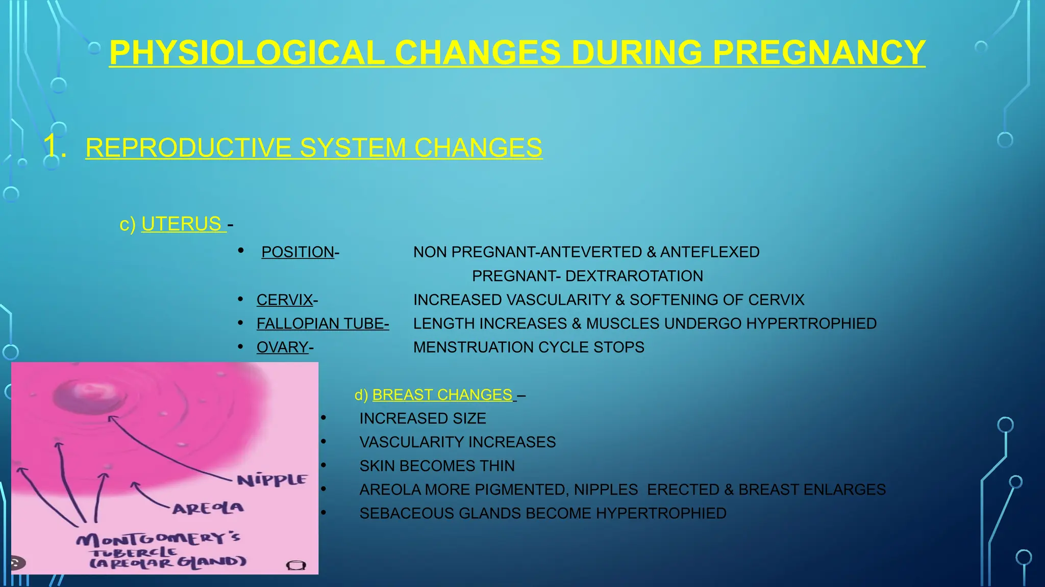 Physiological changes during pregnancy.pptx MIDWIFERY AND OBSTETRICAL ...