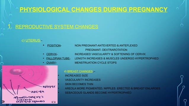 Physiological changes during pregnancy.pptx MIDWIFERY AND OBSTETRICAL NURSING (2) | PPTX