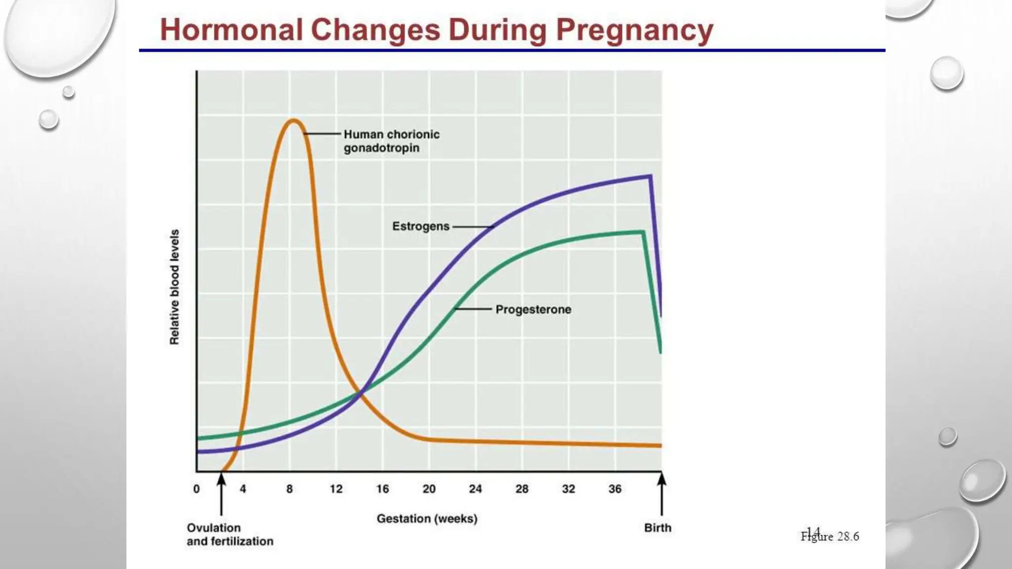 Physiological changes during pregnancy in the reproductive system.pptx