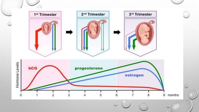 Physiological changes during pregnancy in the reproductive system.pptx
