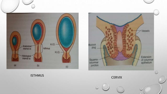 Physiological changes during pregnancy in the reproductive system.pptx
