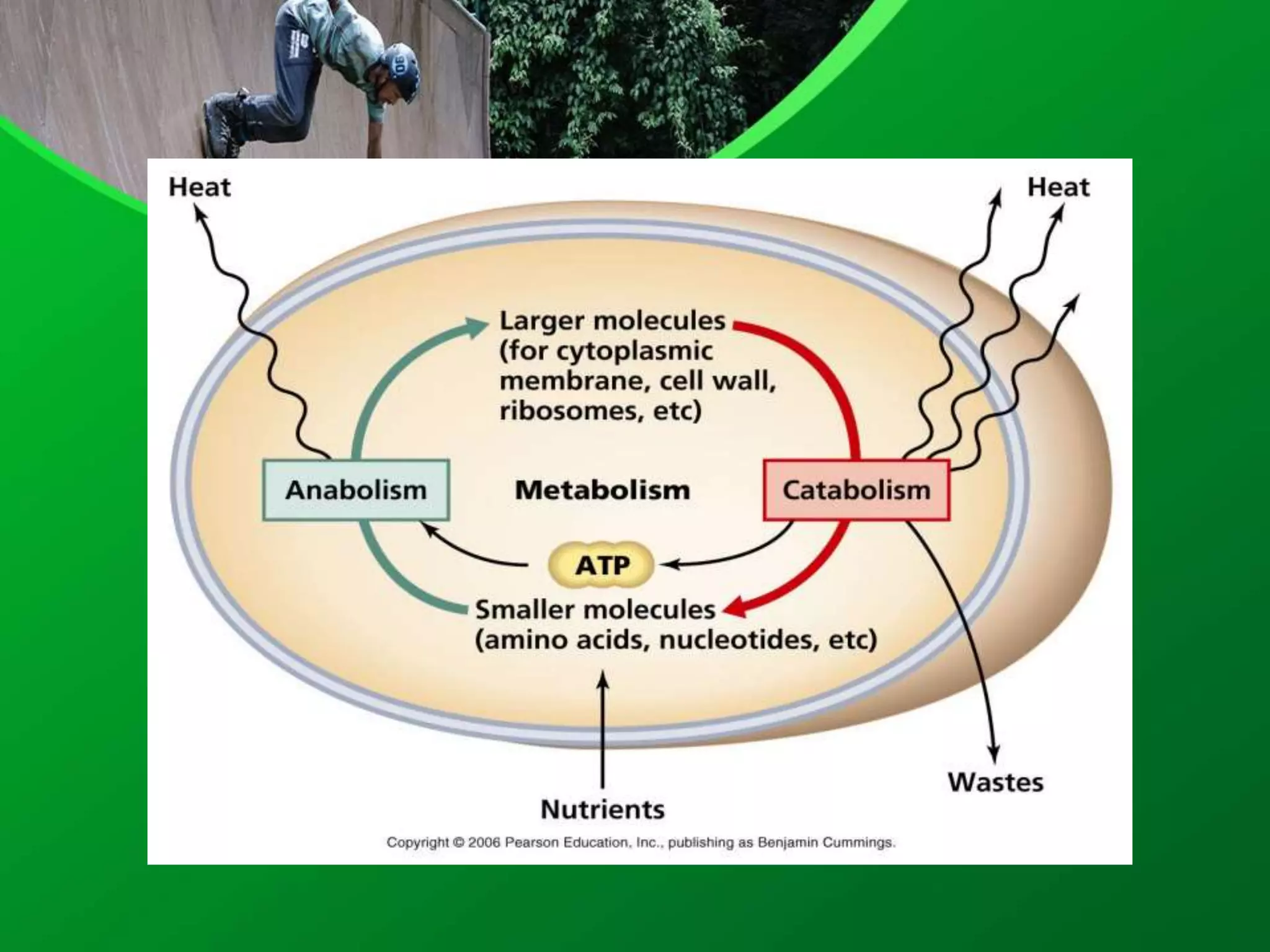 Physiological changes during sports and exercise | PPTX