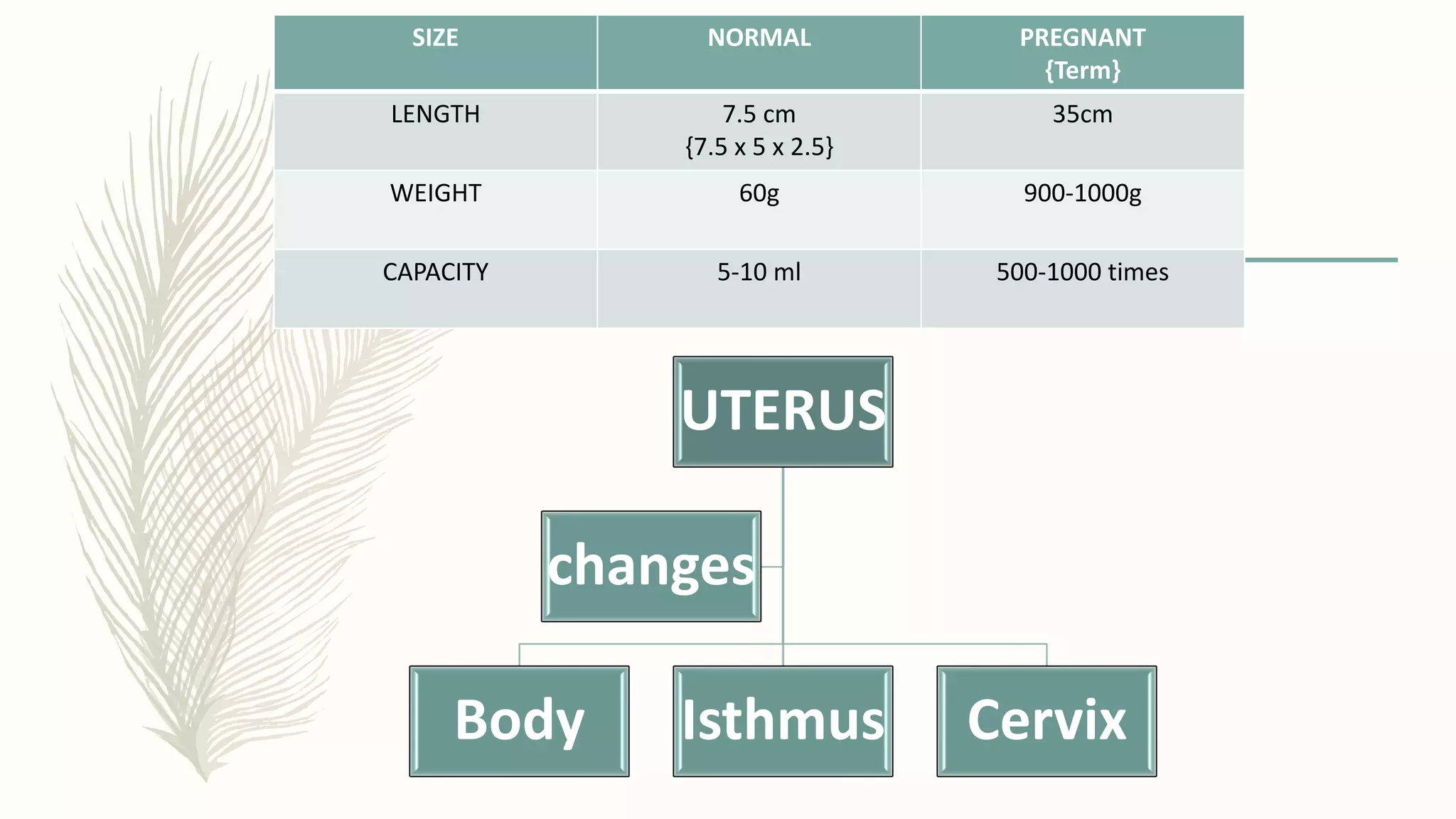 Physiological changes during the pregancy | PDF