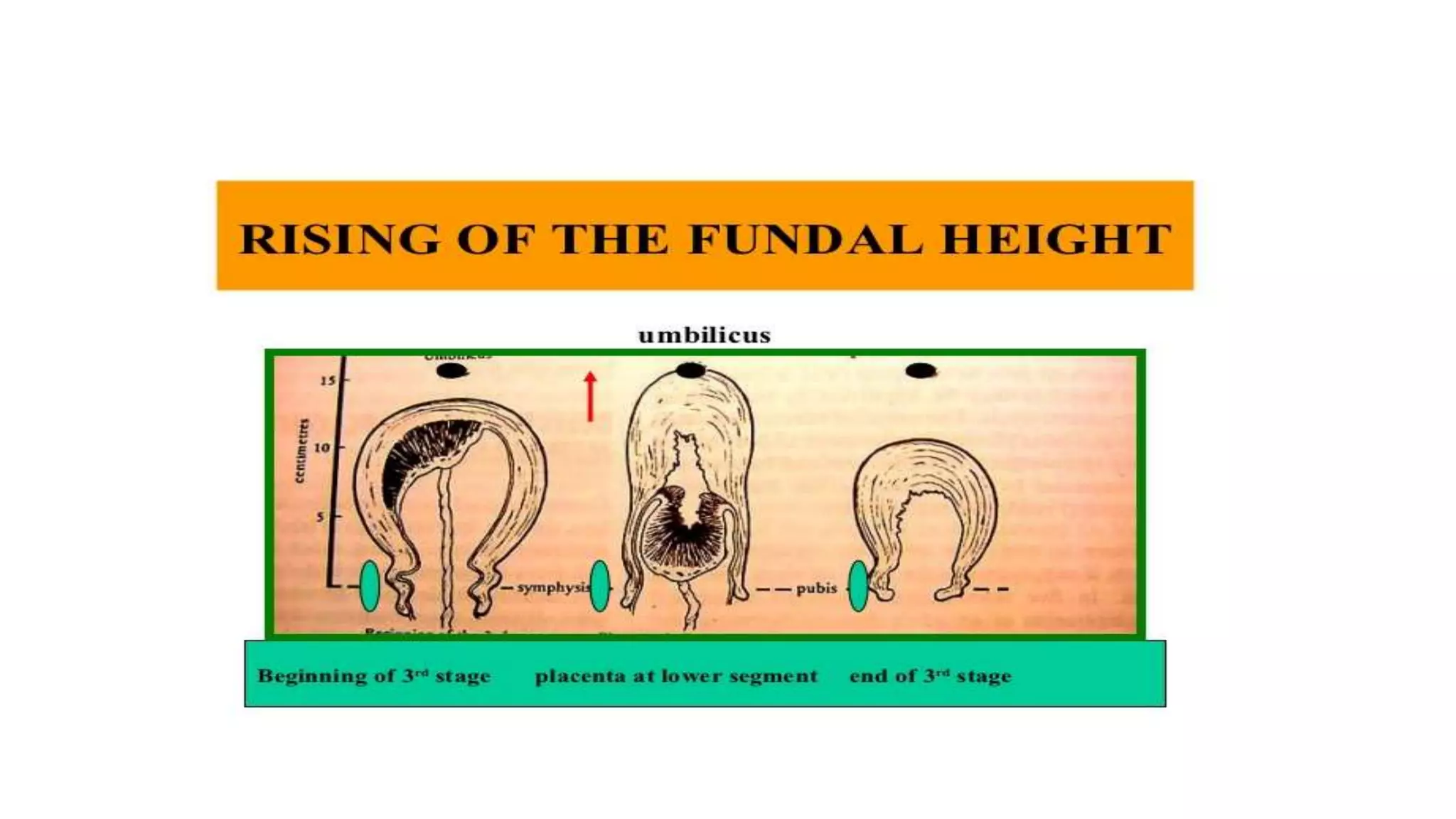 Physiological changes during third stage of labor | PPTX