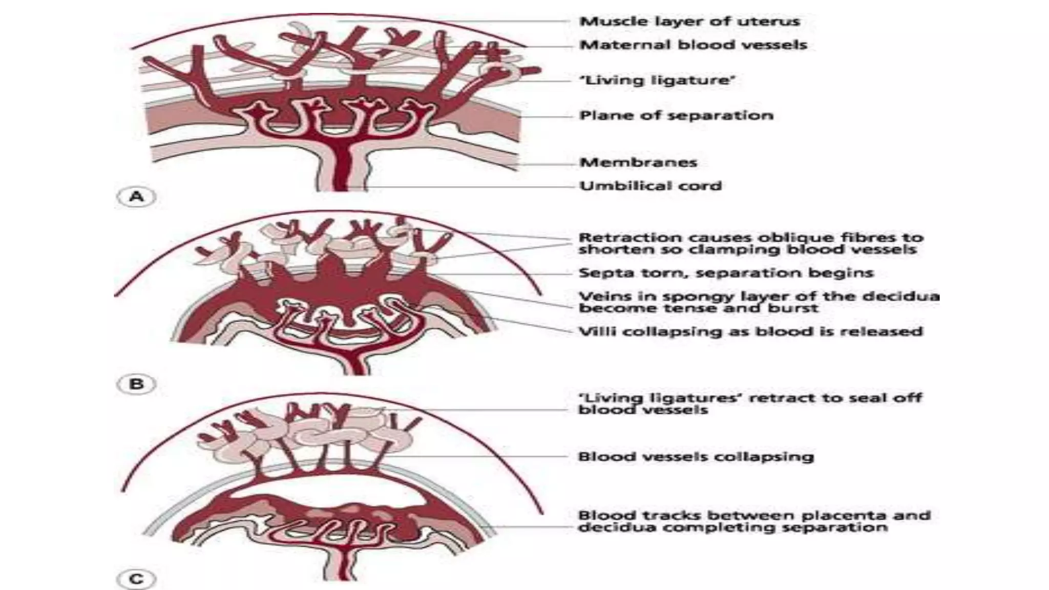 Physiological changes during third stage of labor | PPTX