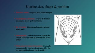 Physiological changes in pregnancy | PPT