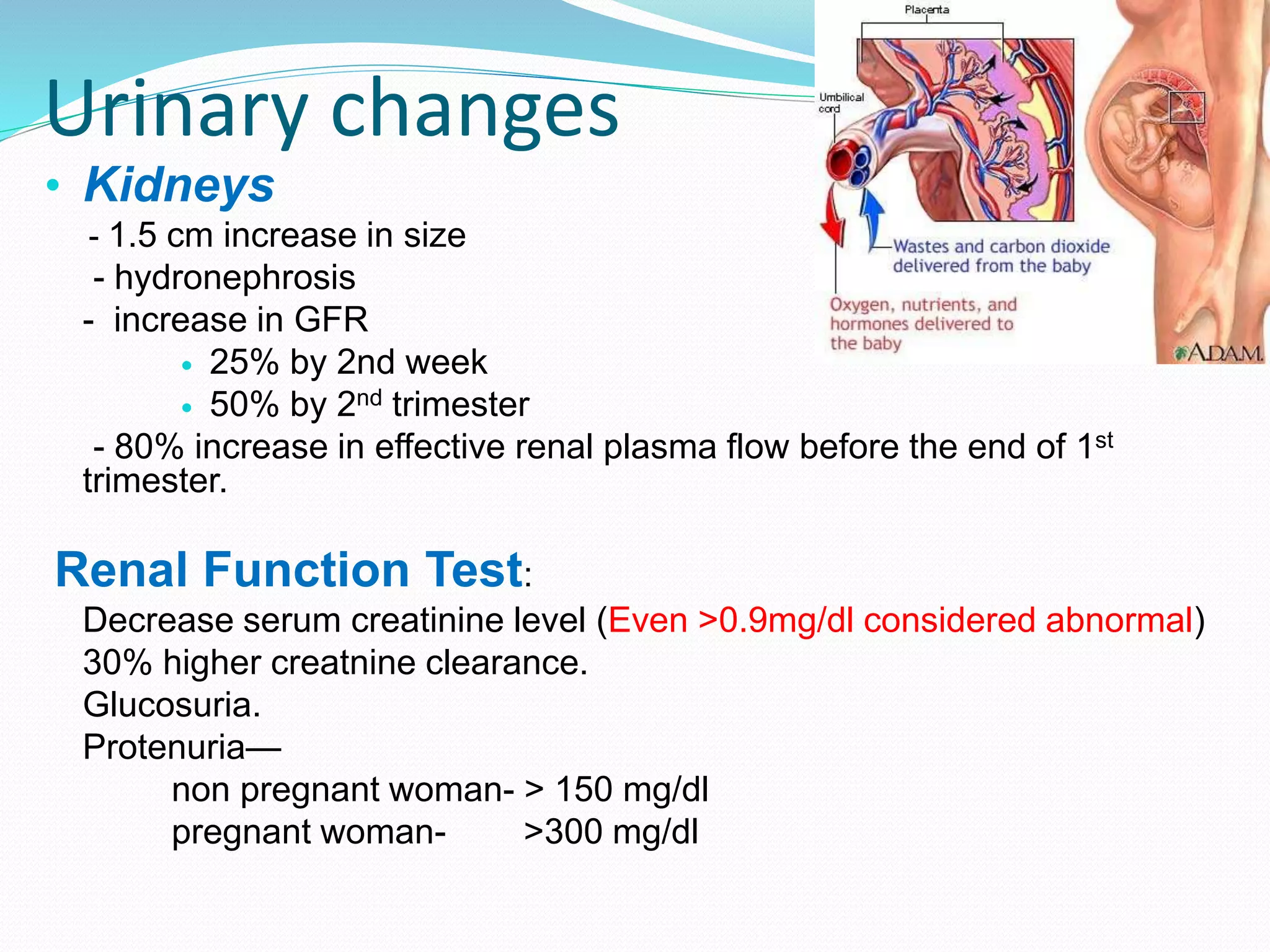 Physiological changes in pregnancy | PPTX