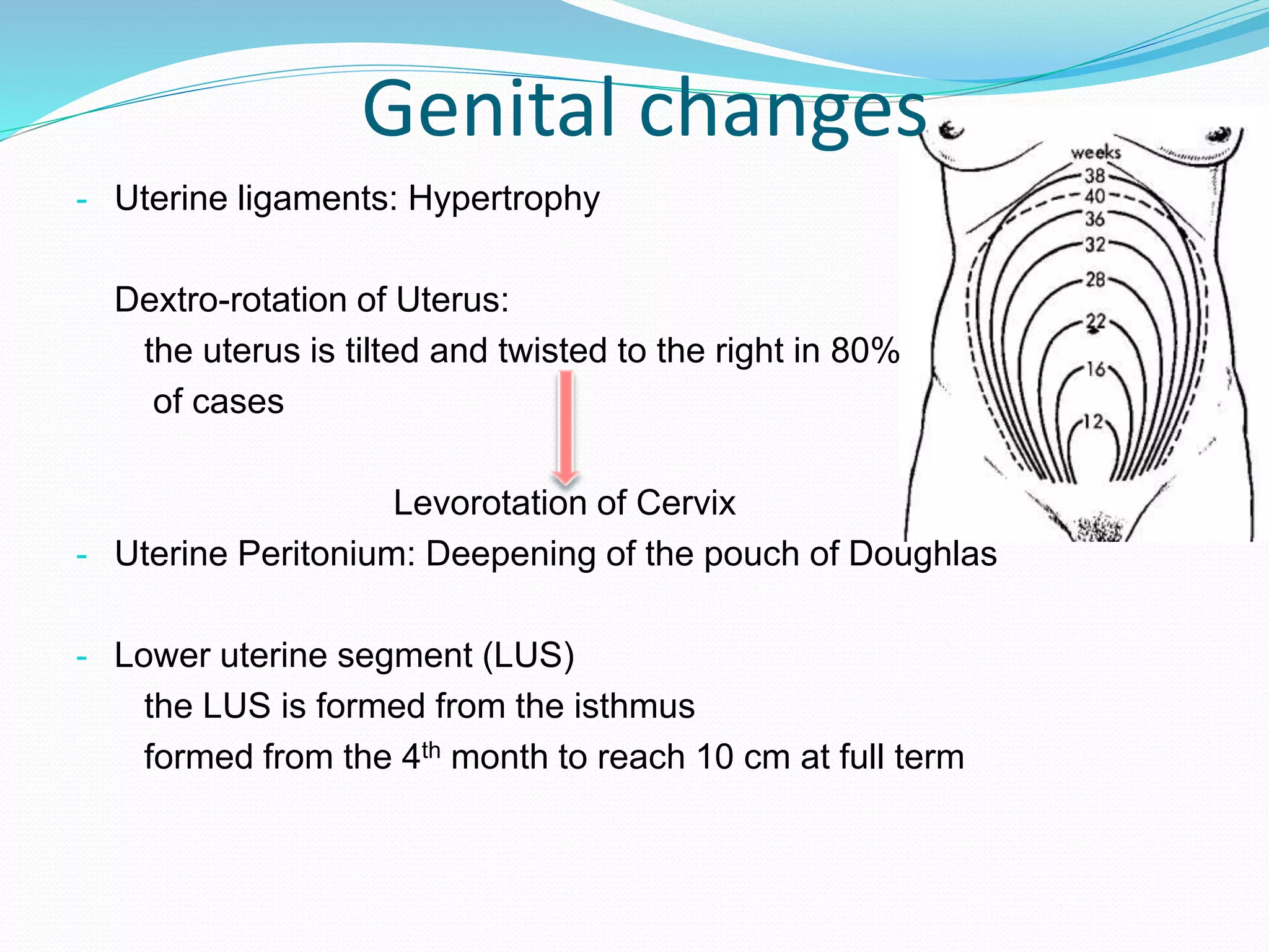 Physiological changes in pregnancy | PPTX