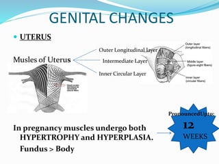 Physiological changes in pregnancy | PPTX