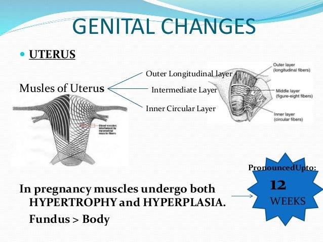 Physiological changes in pregnancy