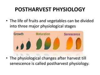 PHYSIOLOGICAL CHANGES IN VEGETABLES AFTER HARVESTING.pptx
