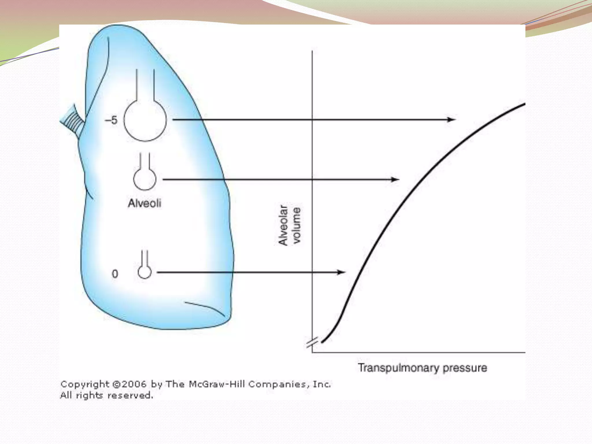Physiological considerations and patient positioning during anesthesia ...