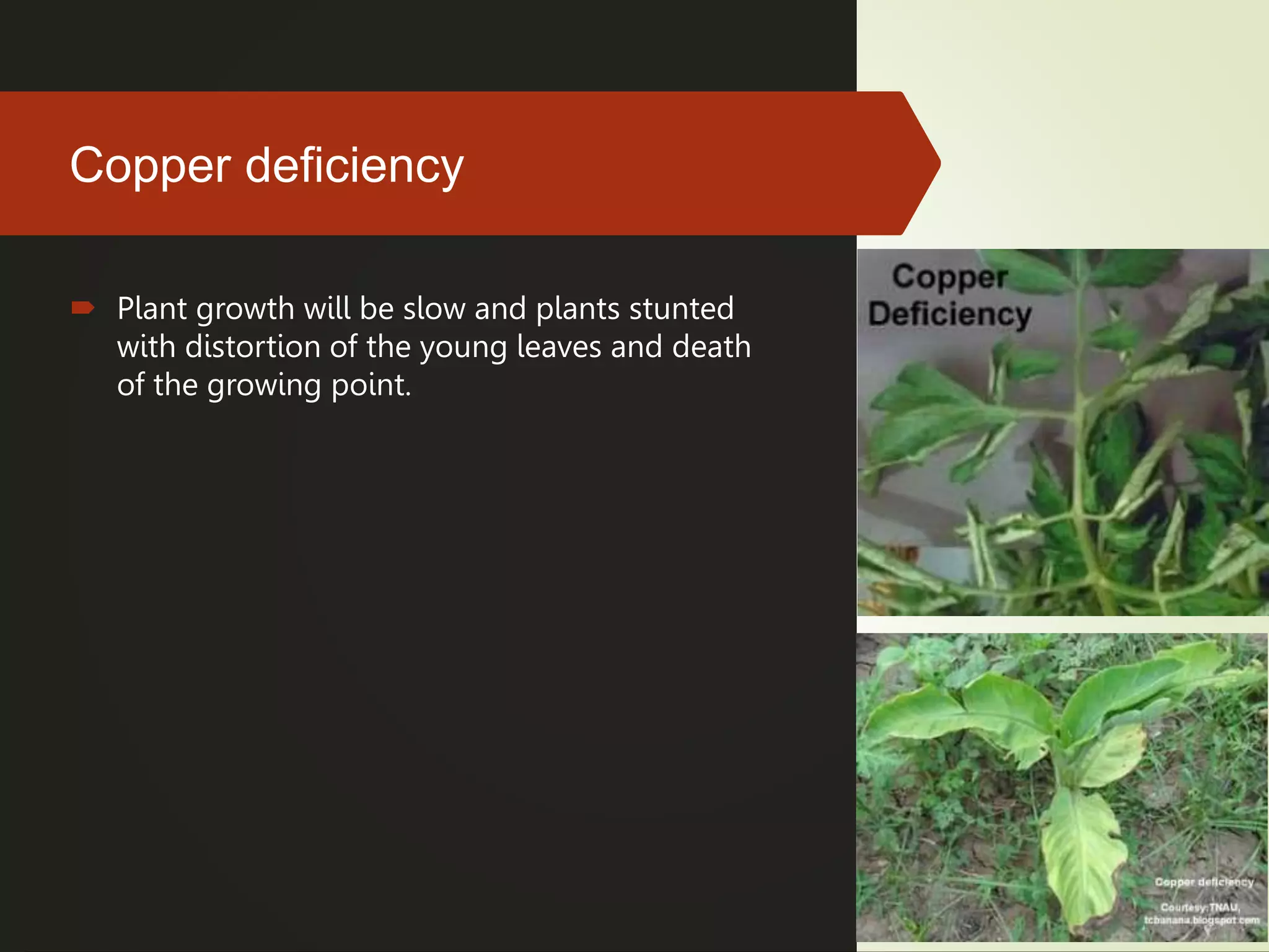 physiological disorder.pptx