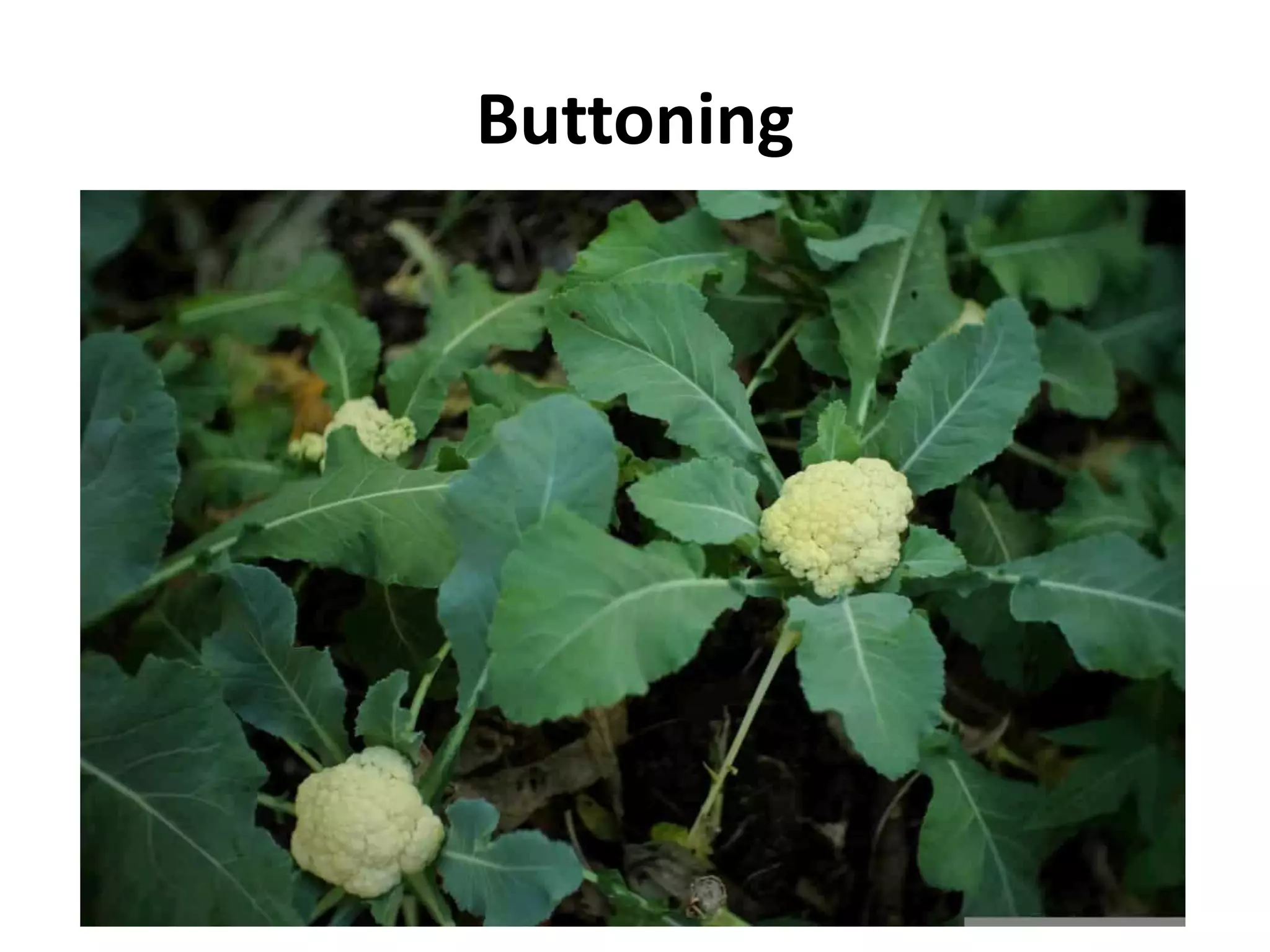 Physiological disorder of cole crops.pptx