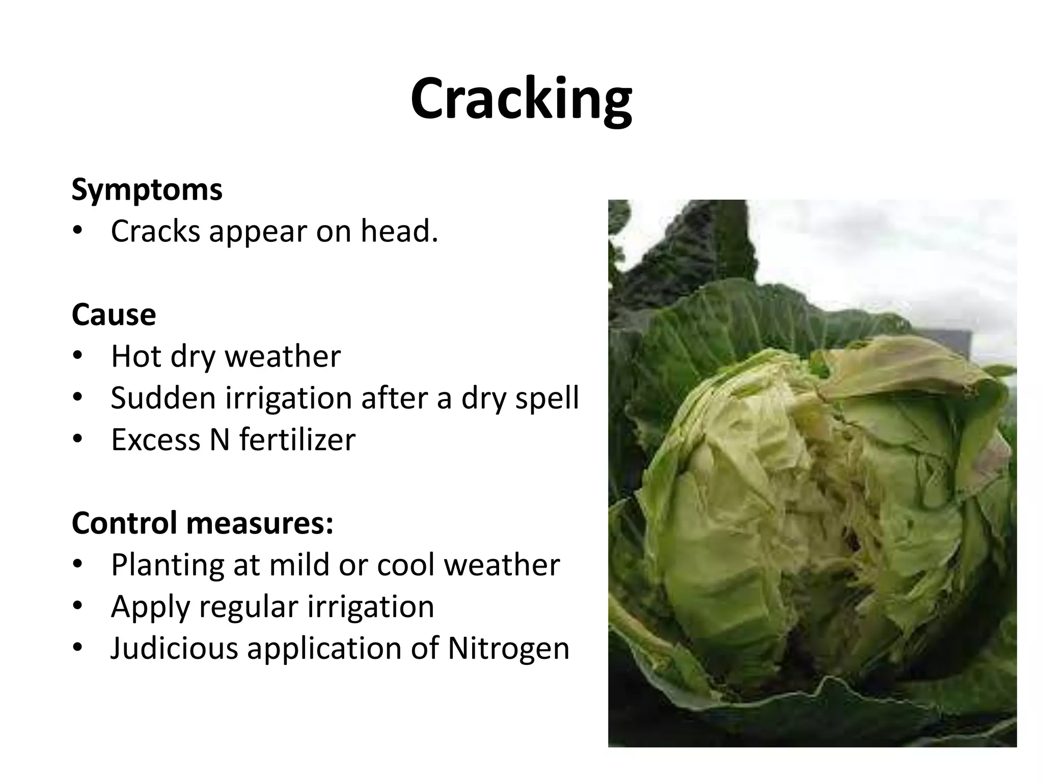 Physiological disorder of cole crops.pptx