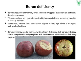 Physiological disorder Apple, the impotyant physiological disorders and ...