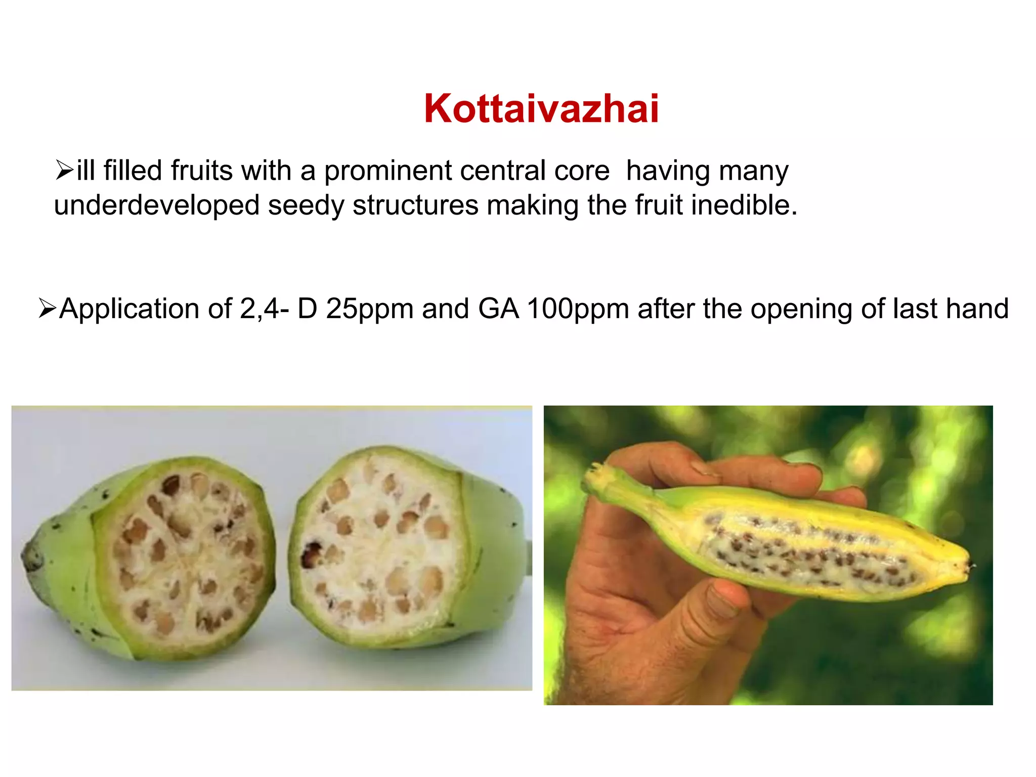Physiological disorder of fruits.pptx