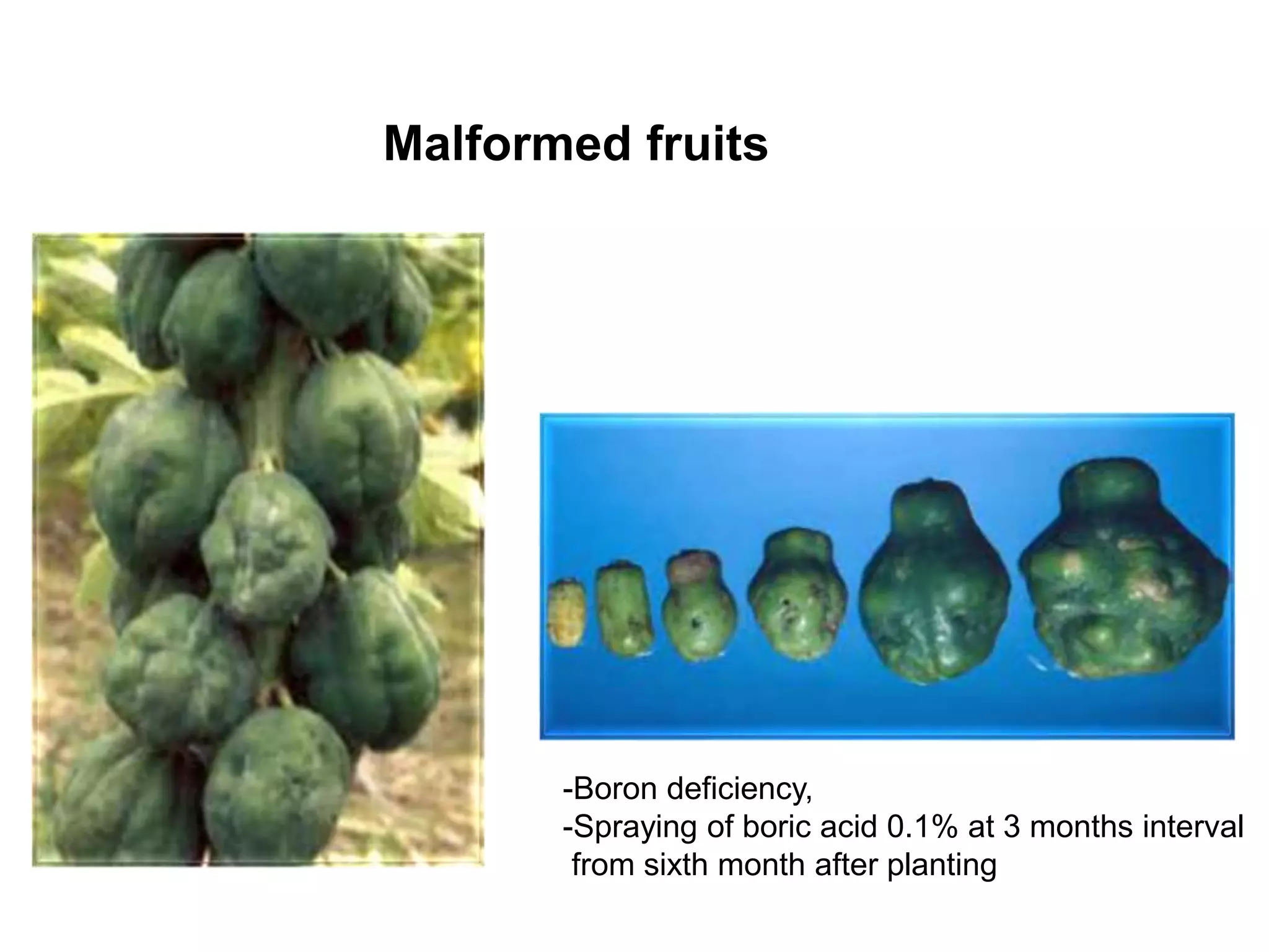 Physiological disorder of fruits.pptx
