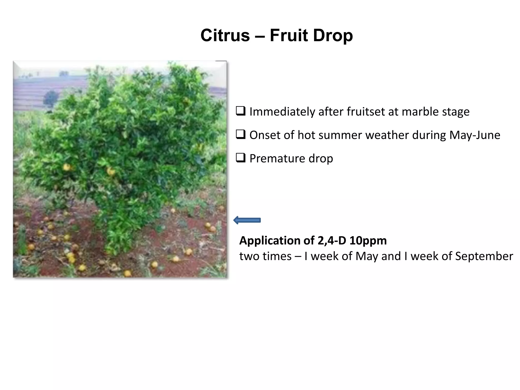 Physiological disorder of fruits.pptx