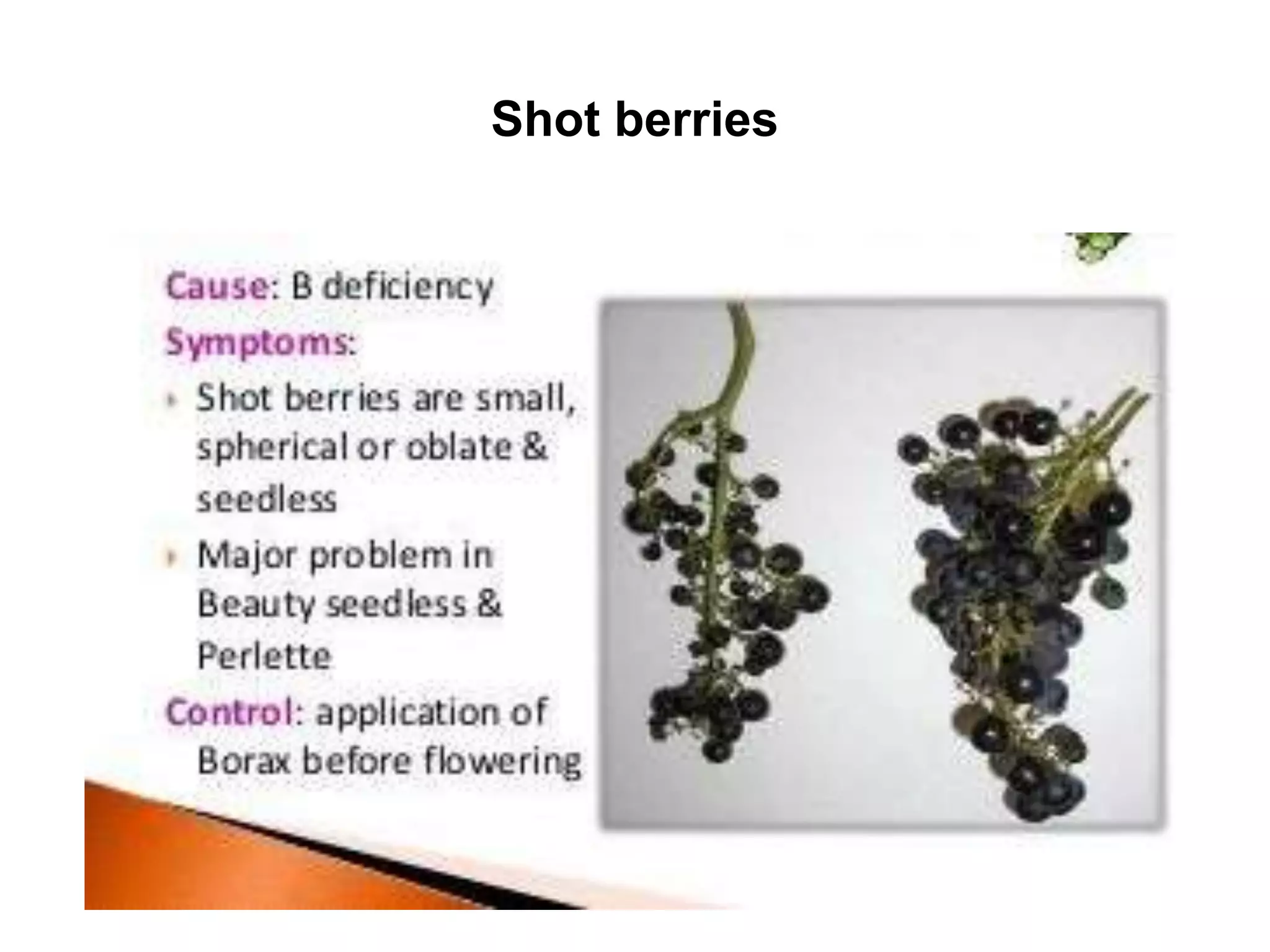 Physiological disorder of fruits.pptx