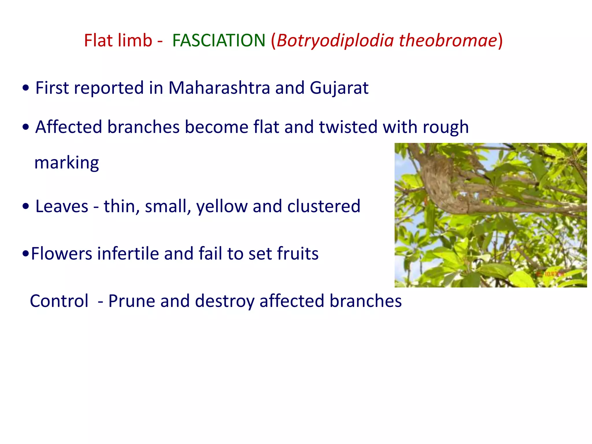 Physiological disorder of fruits.pptx