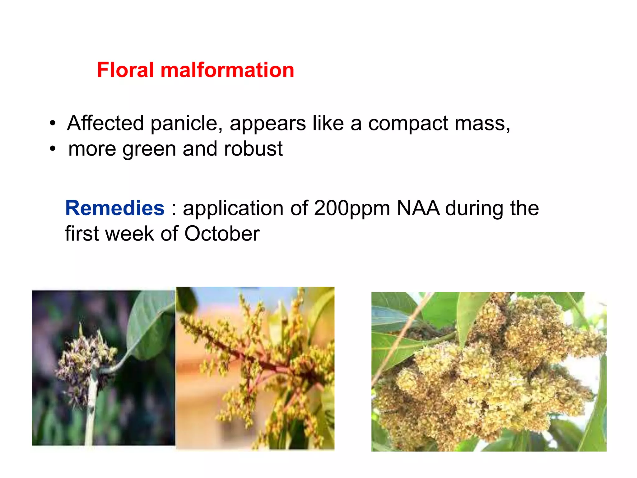 Physiological disorder of fruits.pptx