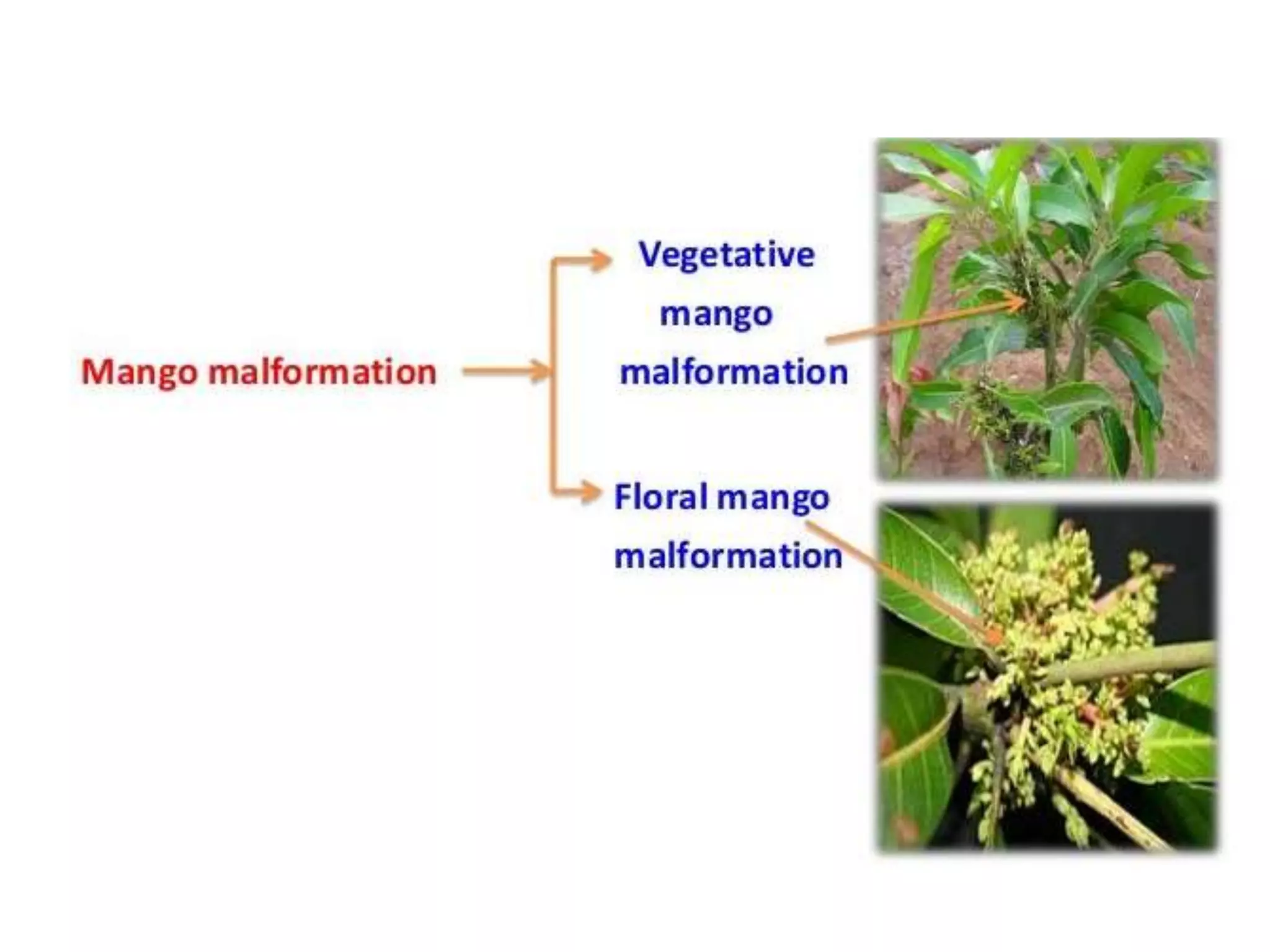 Physiological disorder of fruits.pptx