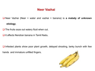 Physiological disorder of fruits.pptx
