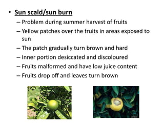 Physiological disorder of fruits.pptx