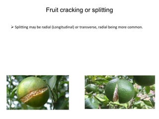 Physiological disorder of fruits.pptx