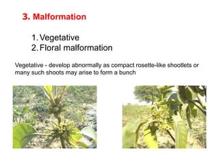 Physiological disorder of fruits.pptx