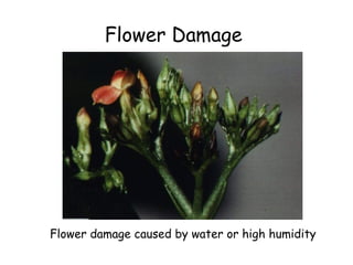 Physiological disorders | PPT