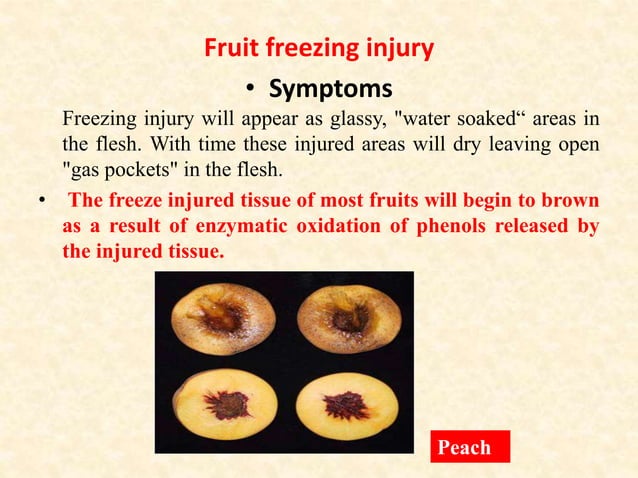 Physiological disorders of temperate and subtropical fruit crops | PPTX ...