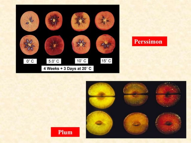 Physiological disorders of temperate and subtropical fruit crops | PPTX ...