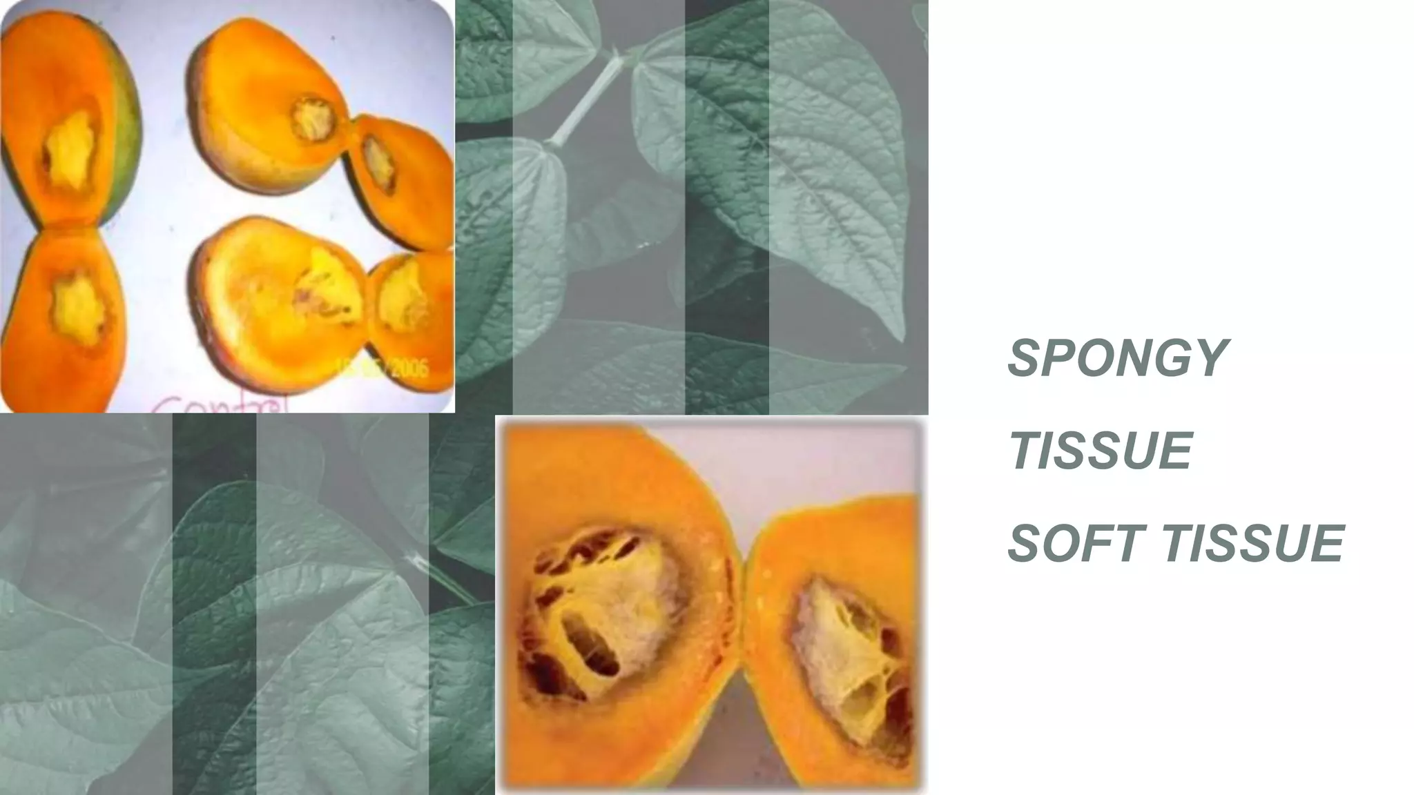 PHYSIOLOGICAL DISORDERS OF FRUITS | PPTX