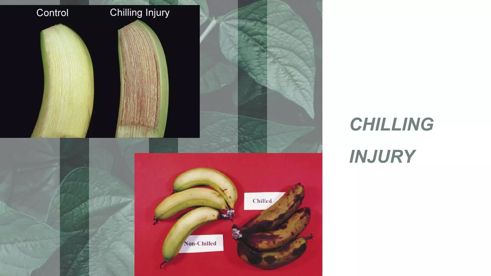 PHYSIOLOGICAL DISORDERS OF FRUITS | PPTX