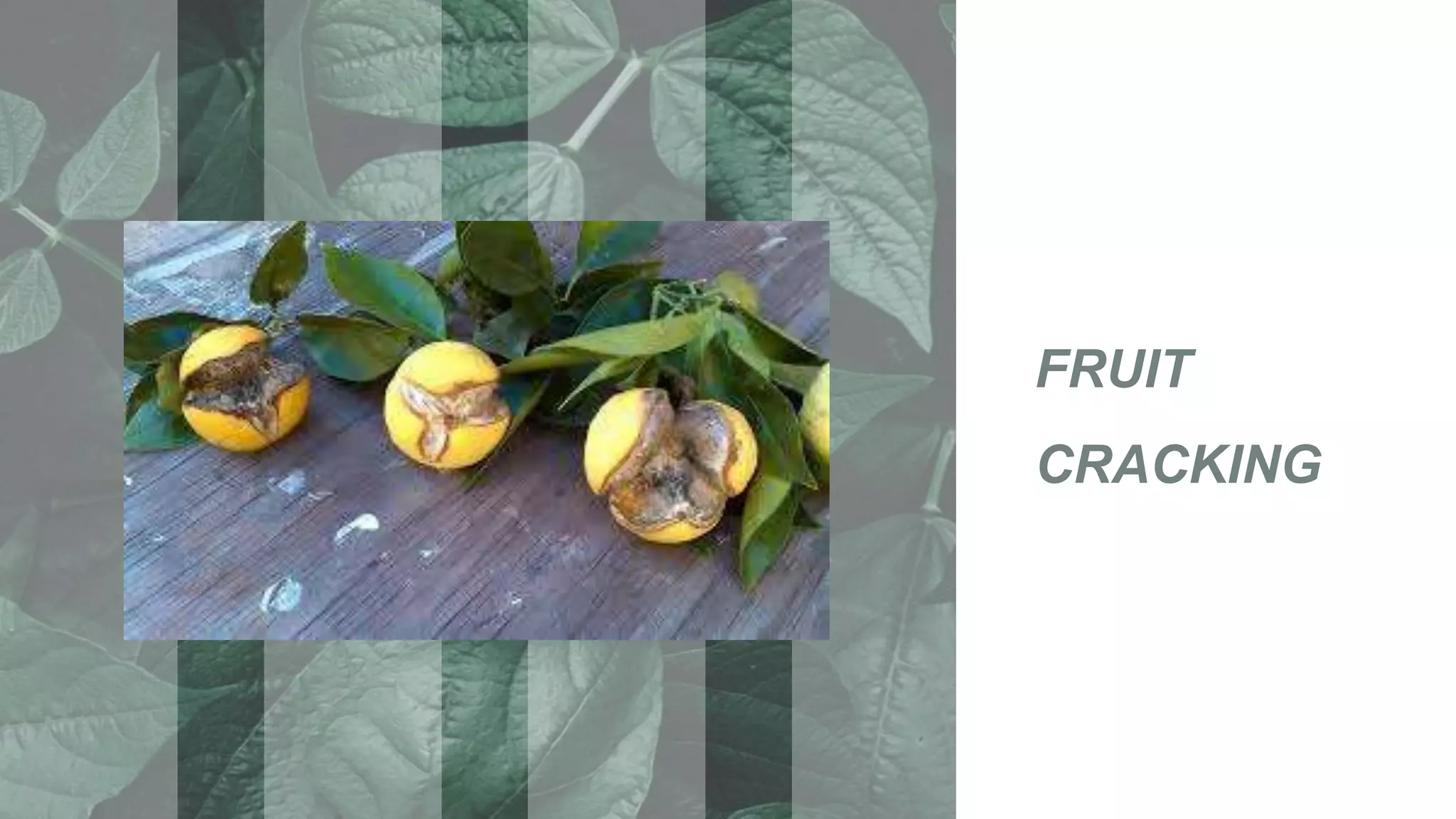 PHYSIOLOGICAL DISORDERS OF FRUITS | PPTX