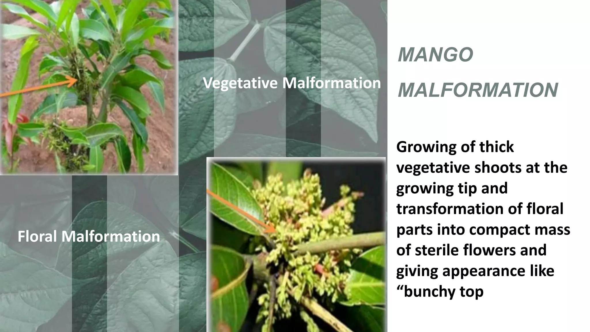 PHYSIOLOGICAL DISORDERS OF FRUITS | PPTX