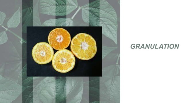 PHYSIOLOGICAL DISORDERS OF FRUITS | PPTX | Gardening | Home & Garden