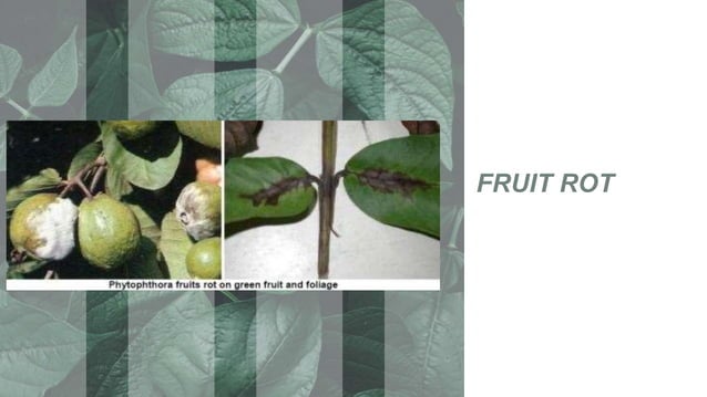 PHYSIOLOGICAL DISORDERS OF FRUITS | PPTX | Gardening | Home & Garden