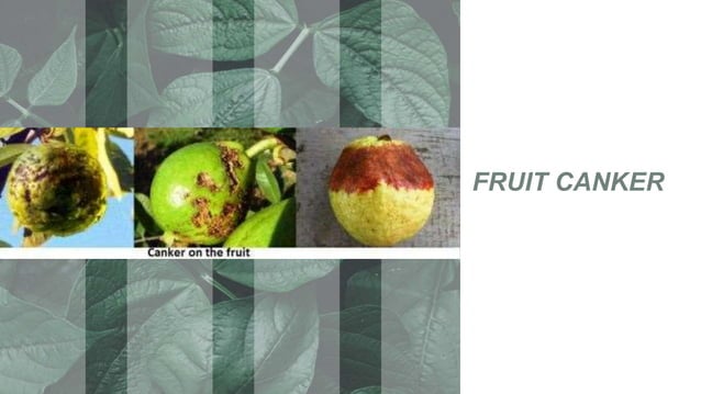PHYSIOLOGICAL DISORDERS OF FRUITS | PPTX | Gardening | Home & Garden