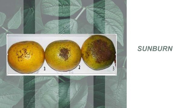 PHYSIOLOGICAL DISORDERS OF FRUITS