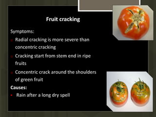 Physiological disorders of warm season vegetables | PPTX