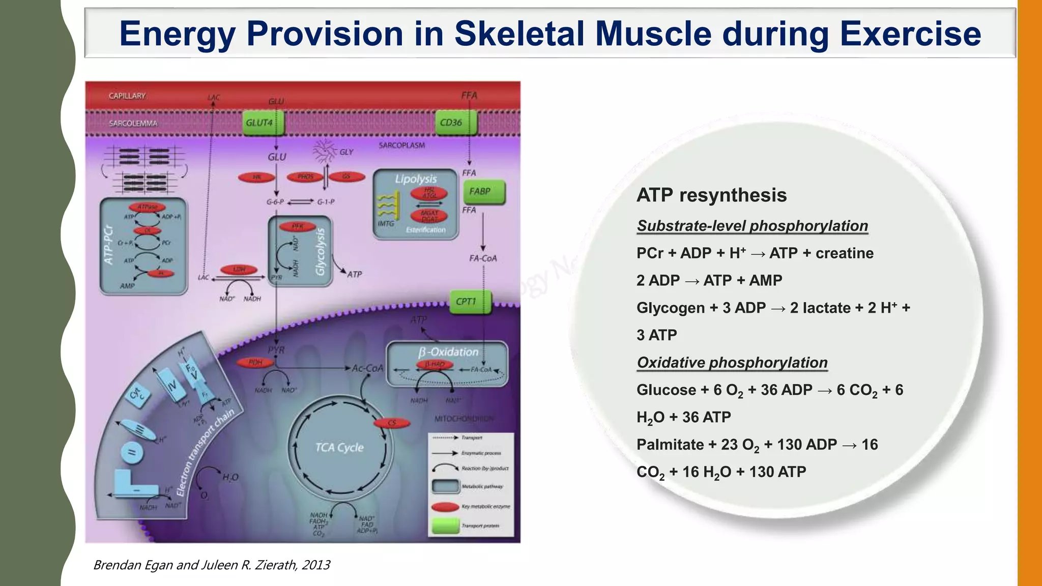 Physiological energy source in sports | PPTX